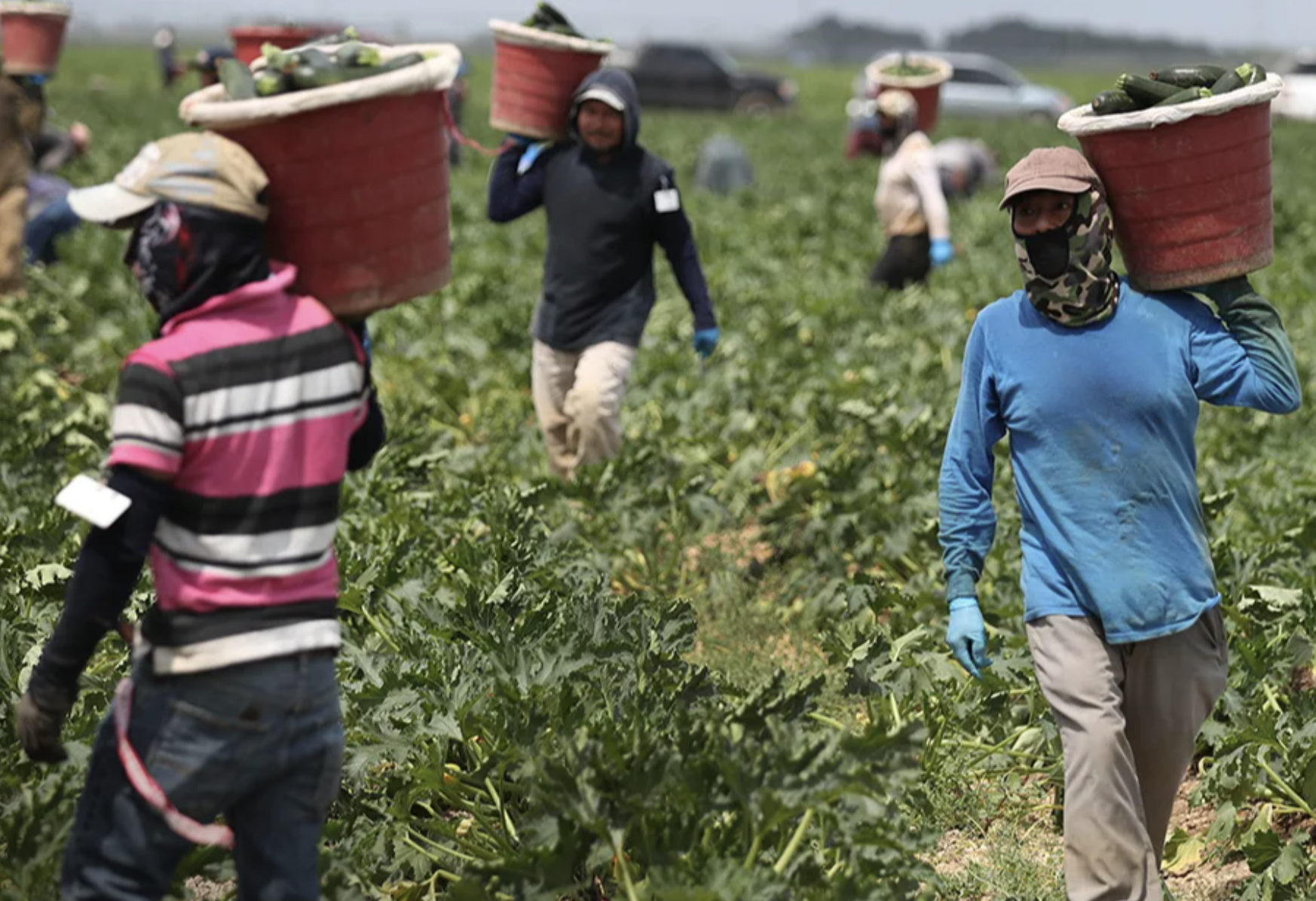 Explainer: What Migrant Farmworkers Face in 2025 - Abara